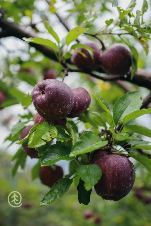 Oregon Spur Apples by Qurost Farms – From Shimla