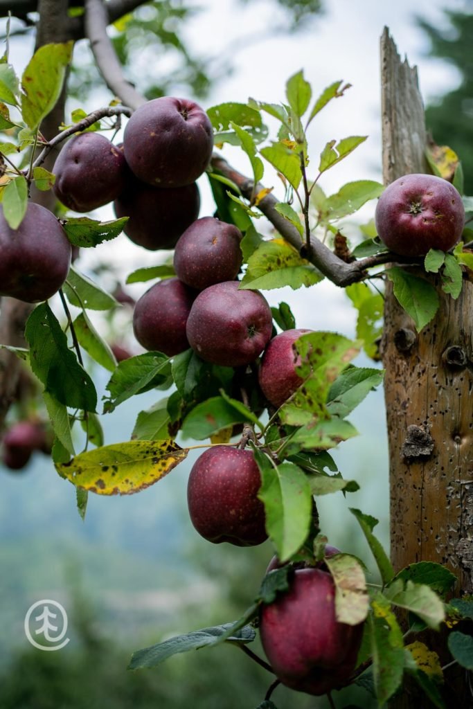 No Spray – Oregon Spur Apples by Qurost Farms – From Shimla