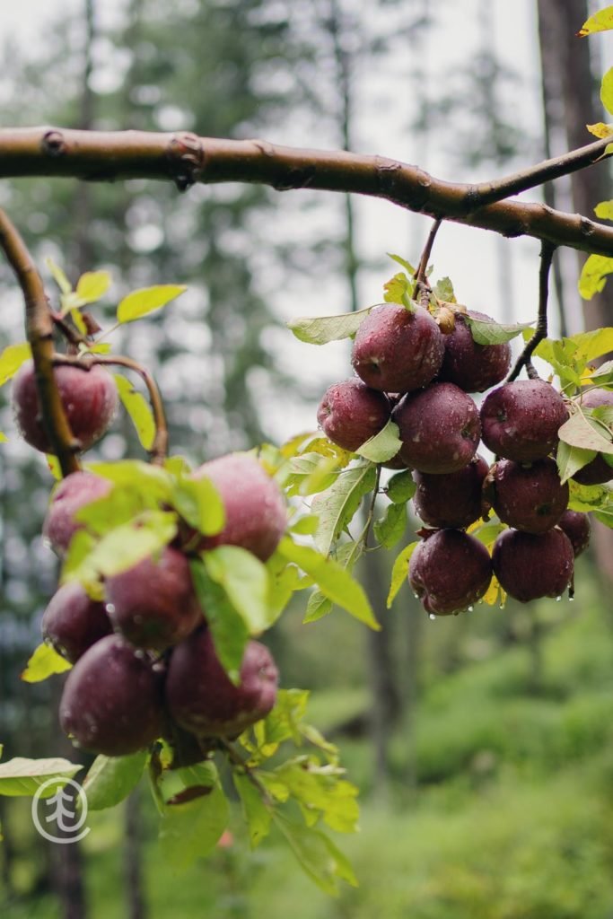 Oregon Spur Apples by Qurost Farms – From Shimla