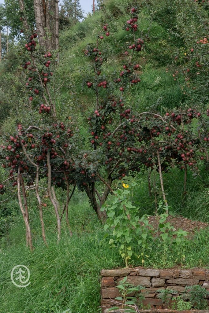 No Spray – Oregon Spur Apples by Qurost Farms – From Shimla